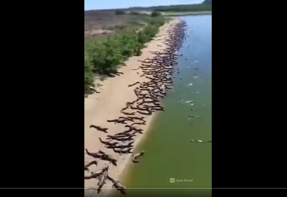 Crocodiles swarm Brazil beach... - Revolver News