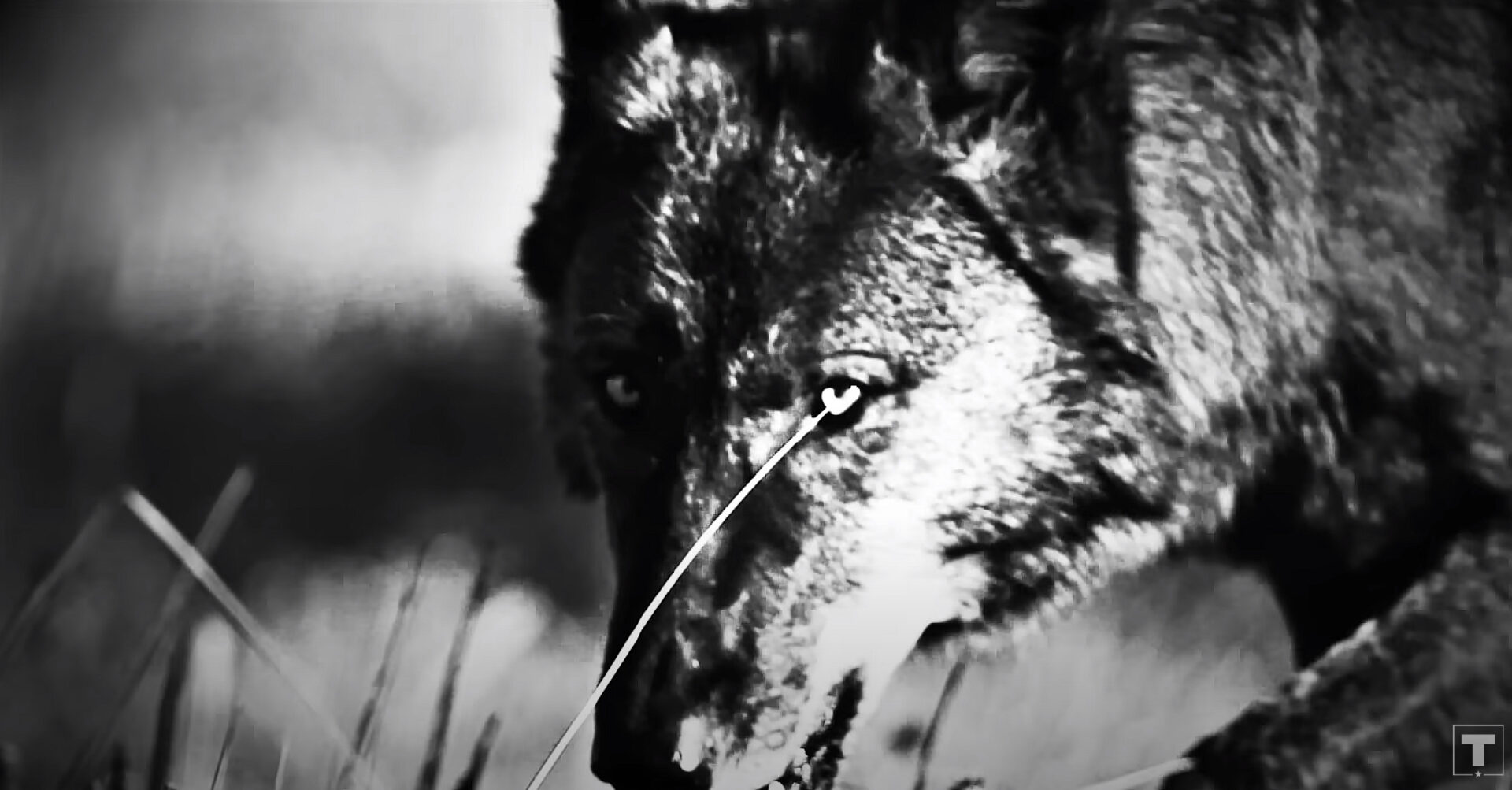 President Trump releases one-minute video called "Wolves" that ...